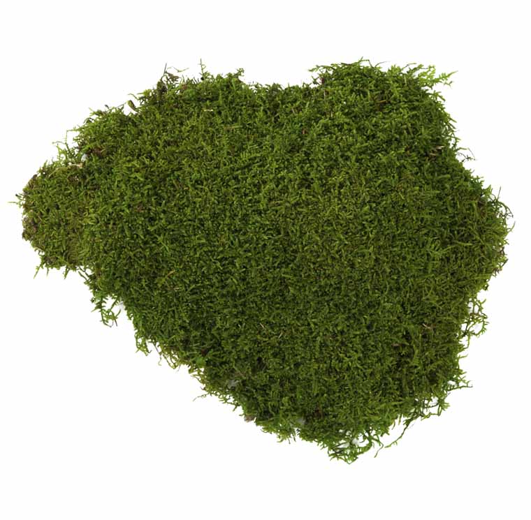 Mousse plate stabilisée verte